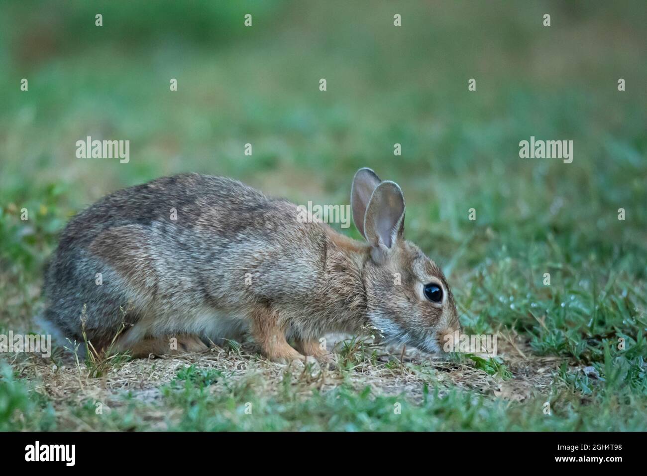 wild rabbit in the forest on the gras Stock Photo - Alamy
