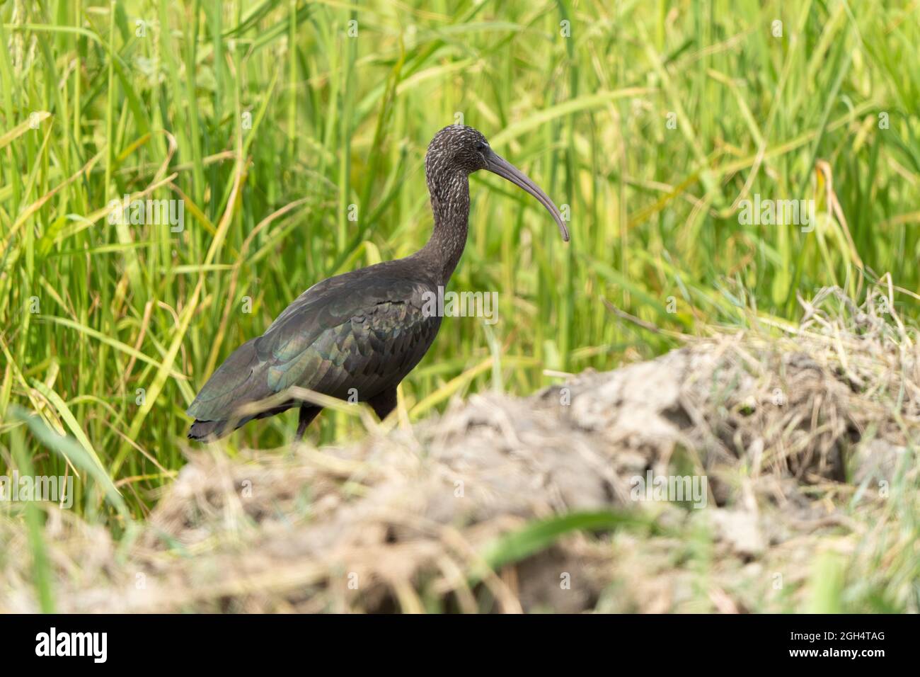 A closeup side profile portrait of a Glossy ibis (Plegadis falcinellus ...