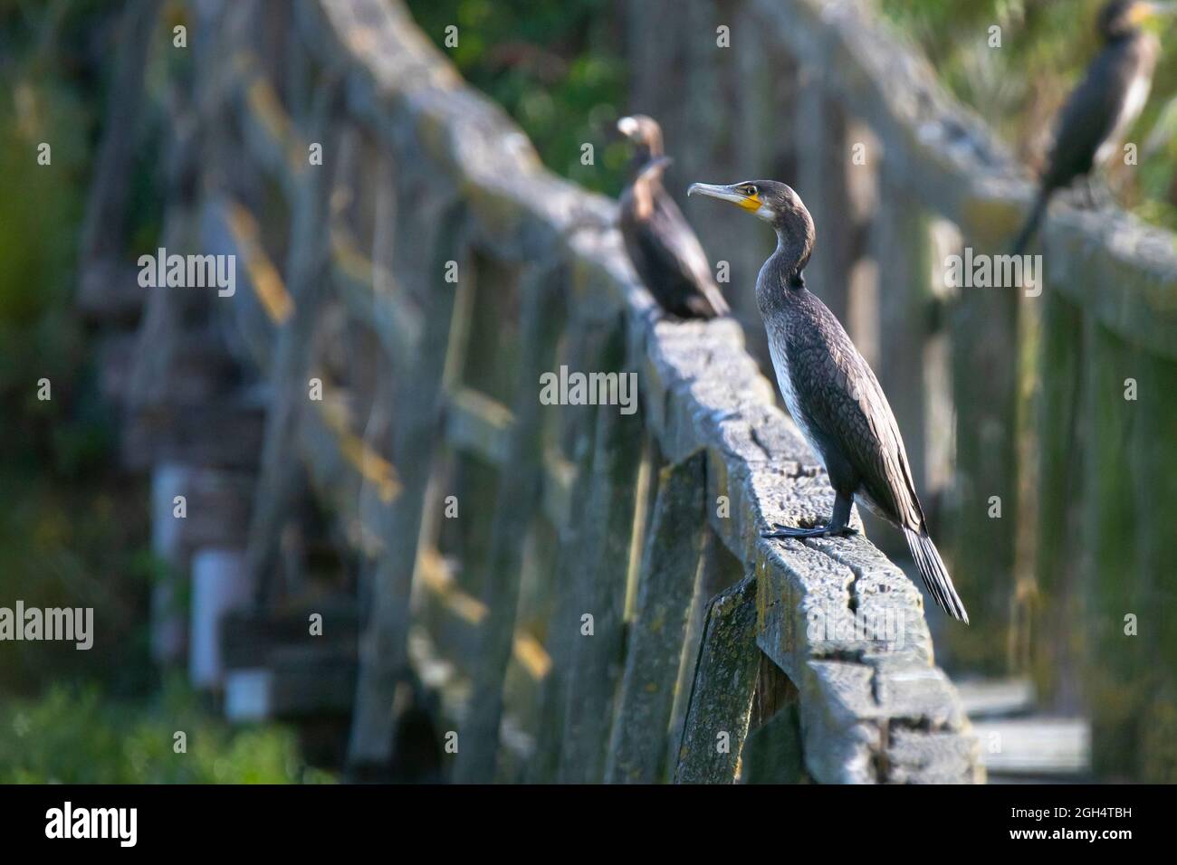 great gray cormorant sits on the handrail of the bridge Stock Photo - Alamy
