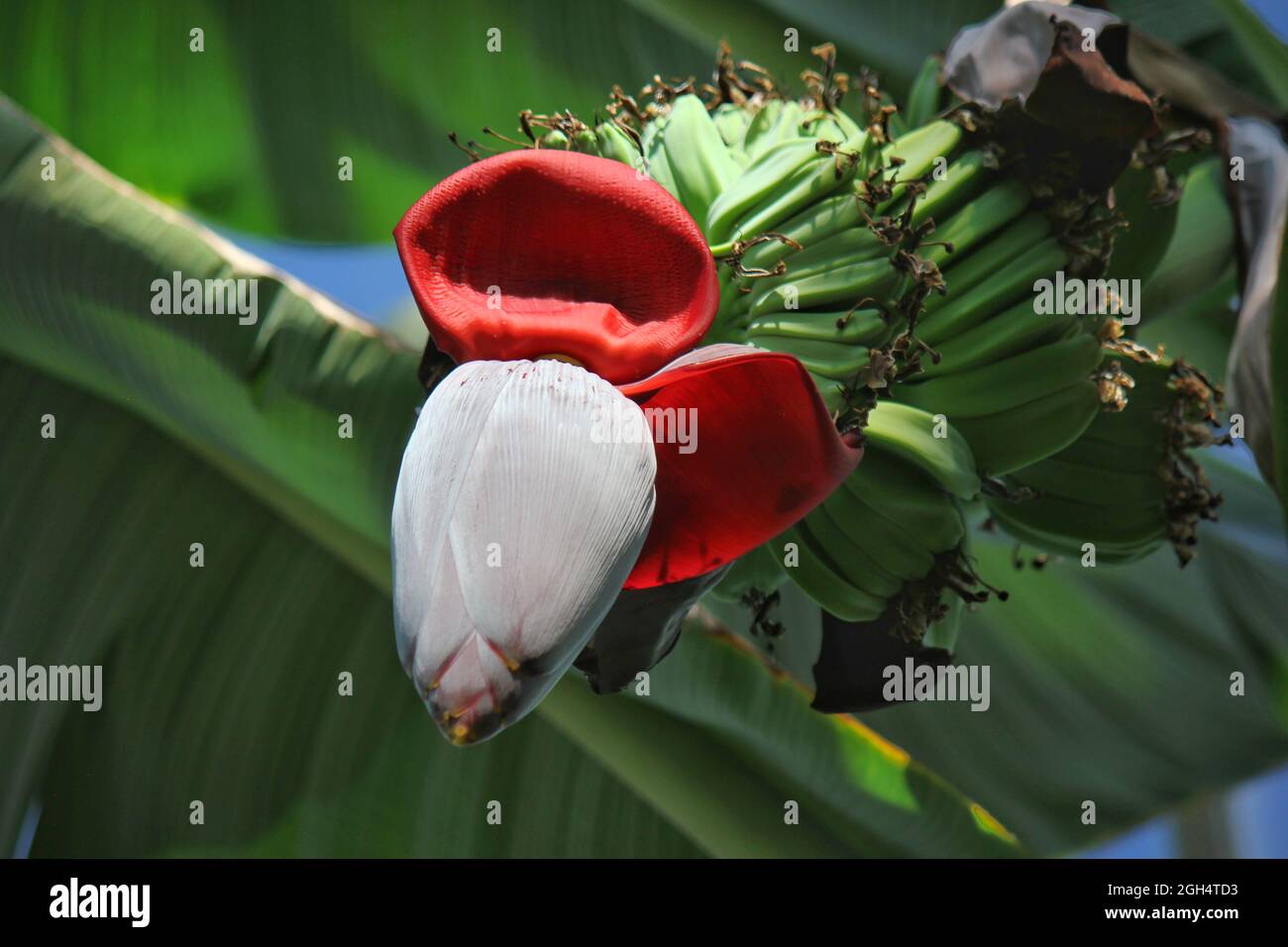 Banana full sun hi-res stock photography and images - Alamy