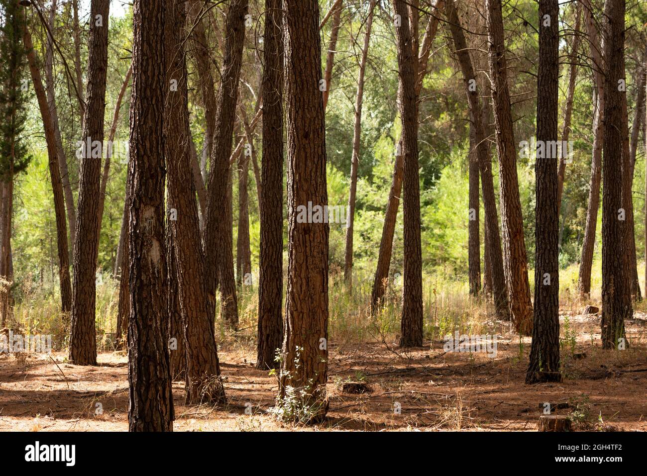 A view of brown long thin trees trunks in sunny forest Stock Photo - Alamy