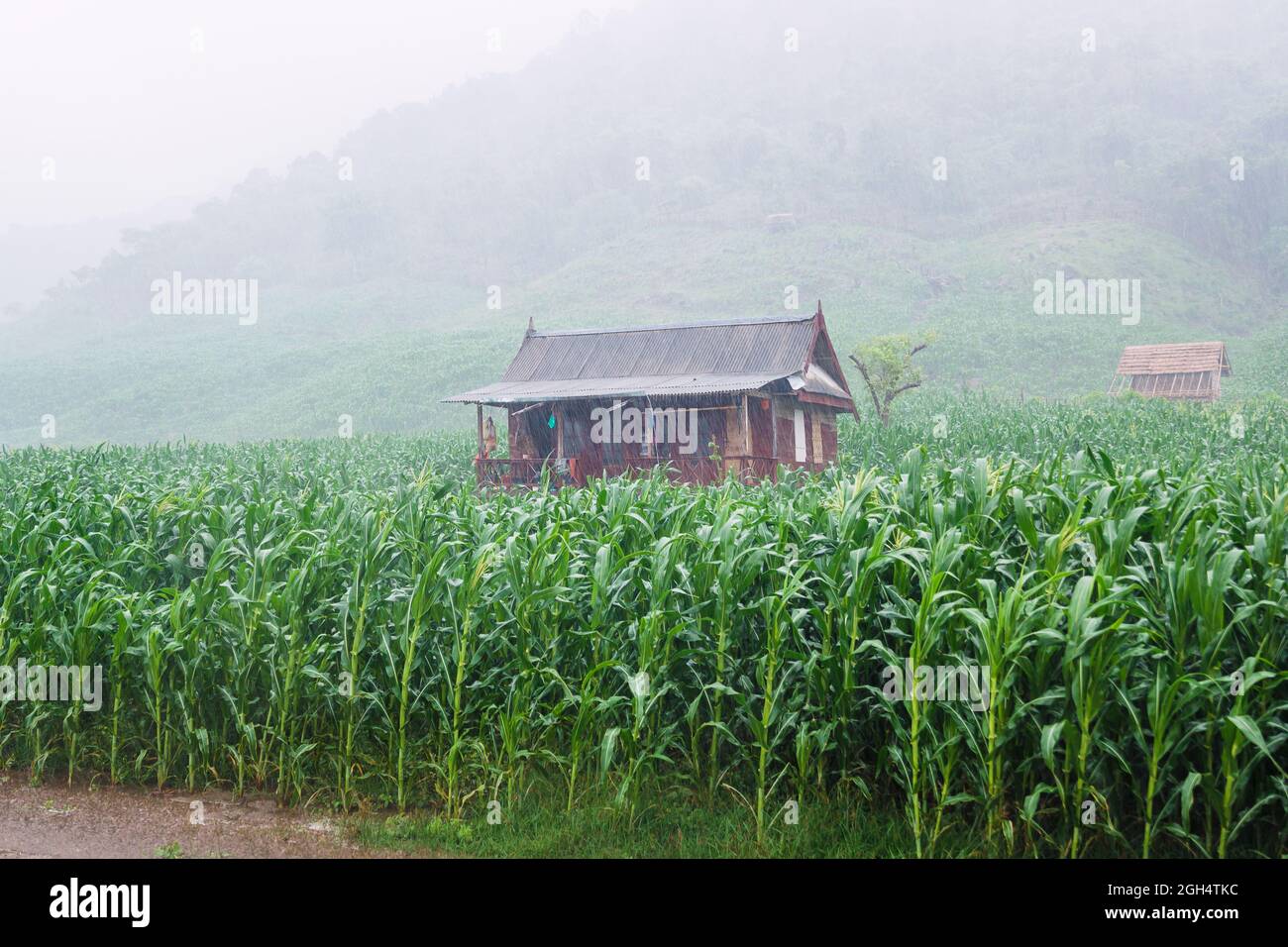 June 12, 2021. Sumbawa, Indonesia. House of Sumbawa people and corn ...