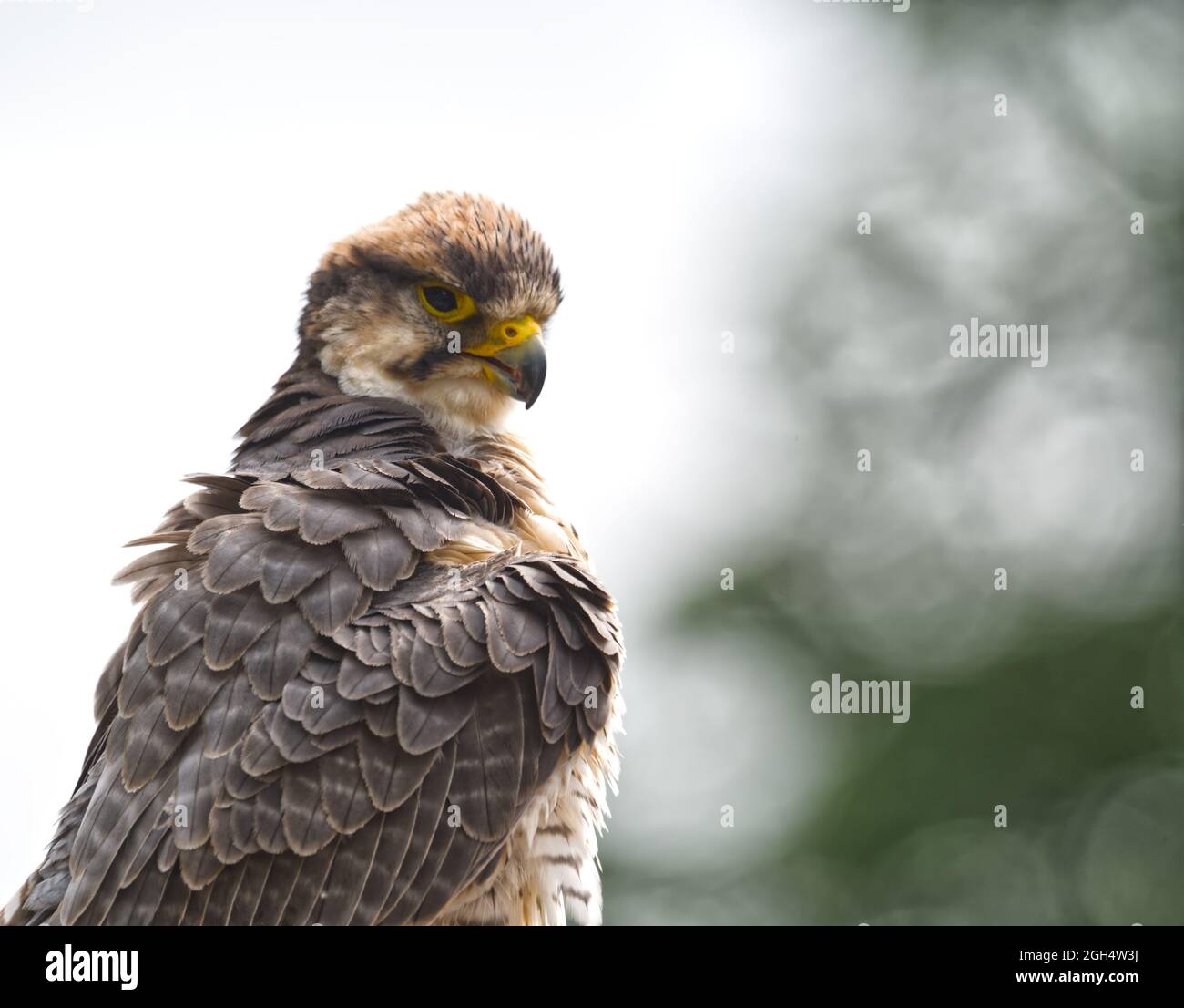 Medium sized falcon hi-res stock photography and images - Alamy