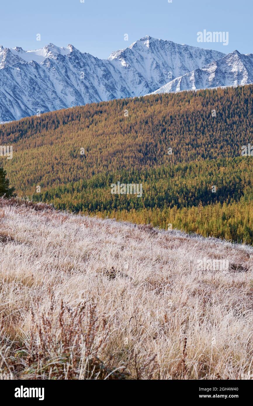 Steppe forest hi-res stock photography and images - Alamy