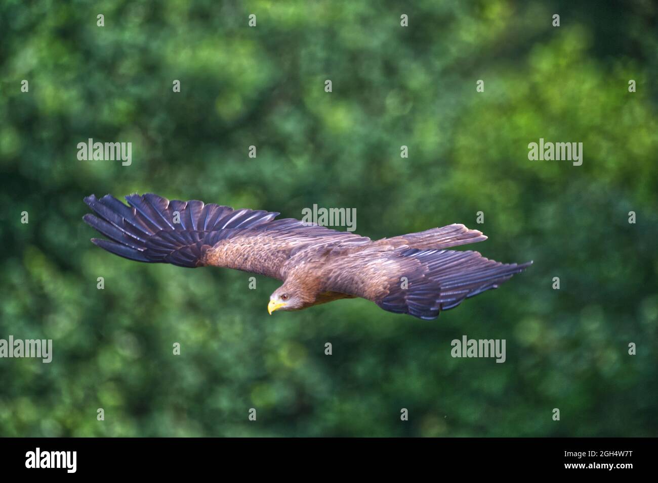Legs kite hi-res stock photography and images - Alamy