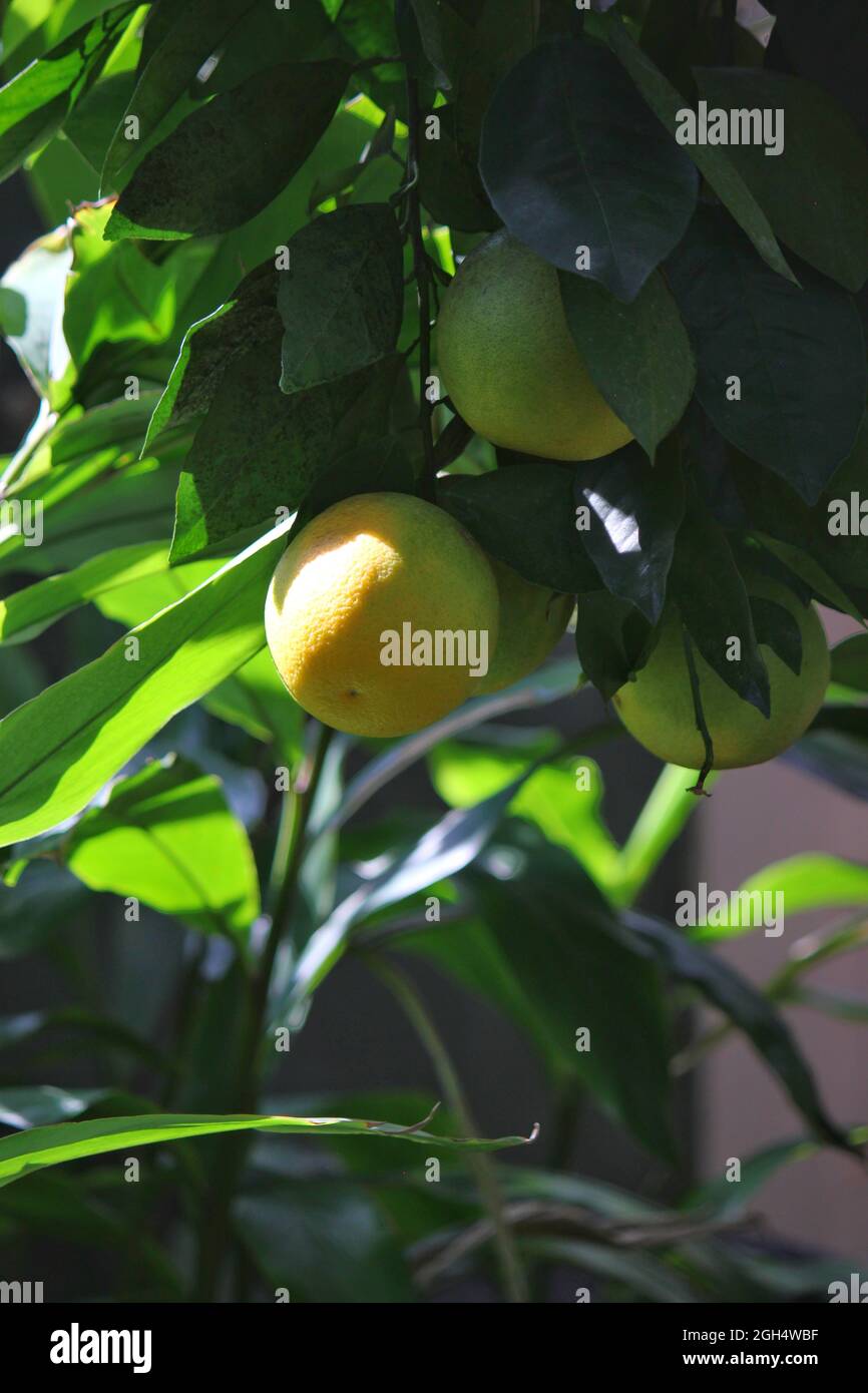 Bright yellow grapefruits growing on the fruit tree in the orchard in ...