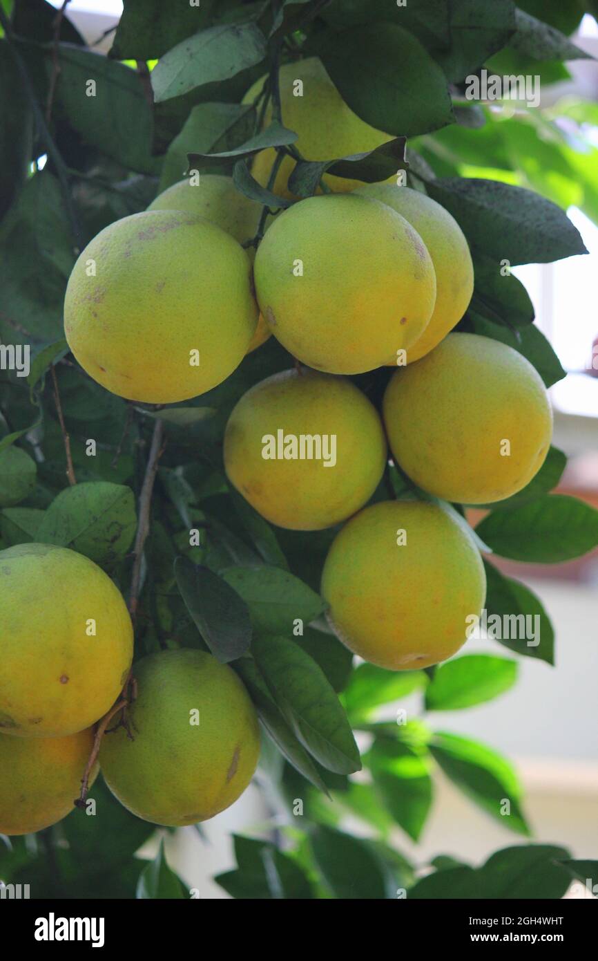 Bright yellow grapefruits growing on the fruit tree in the orchard in ...