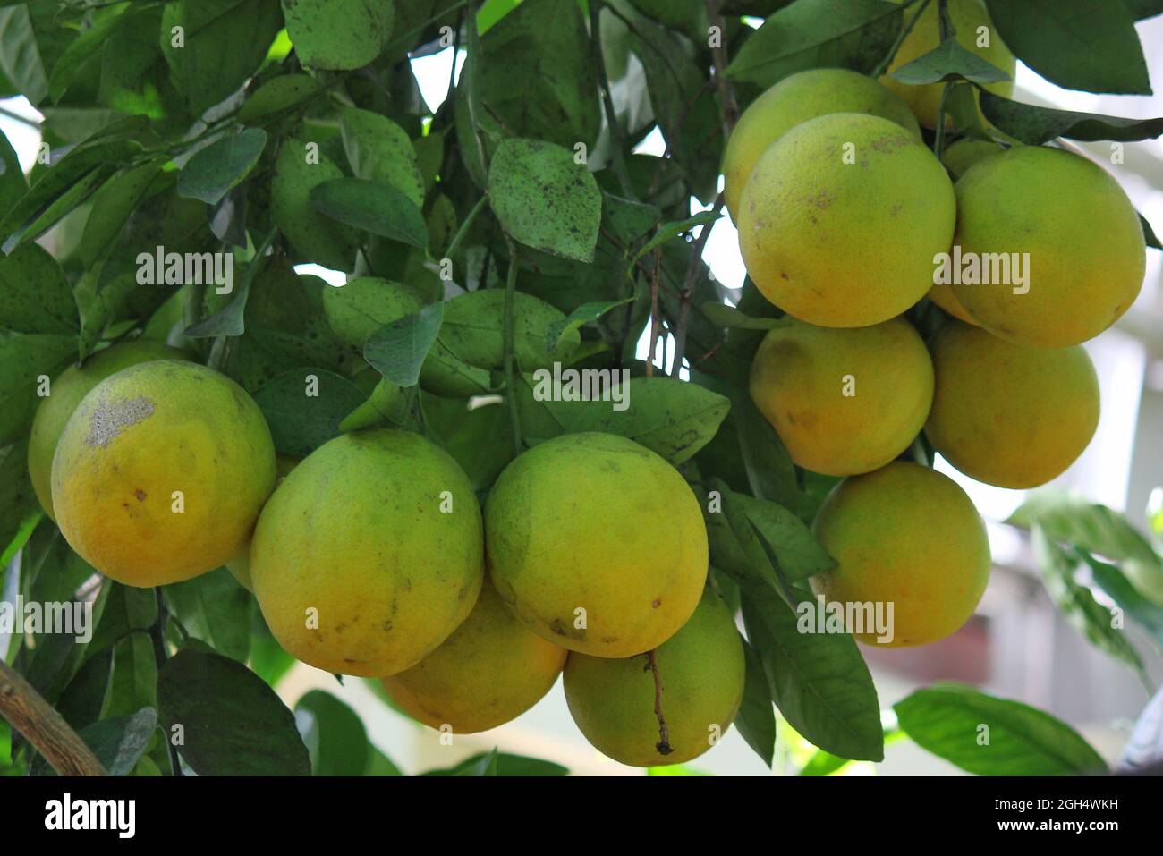 Bright yellow grapefruits growing on the fruit tree in the orchard in ...