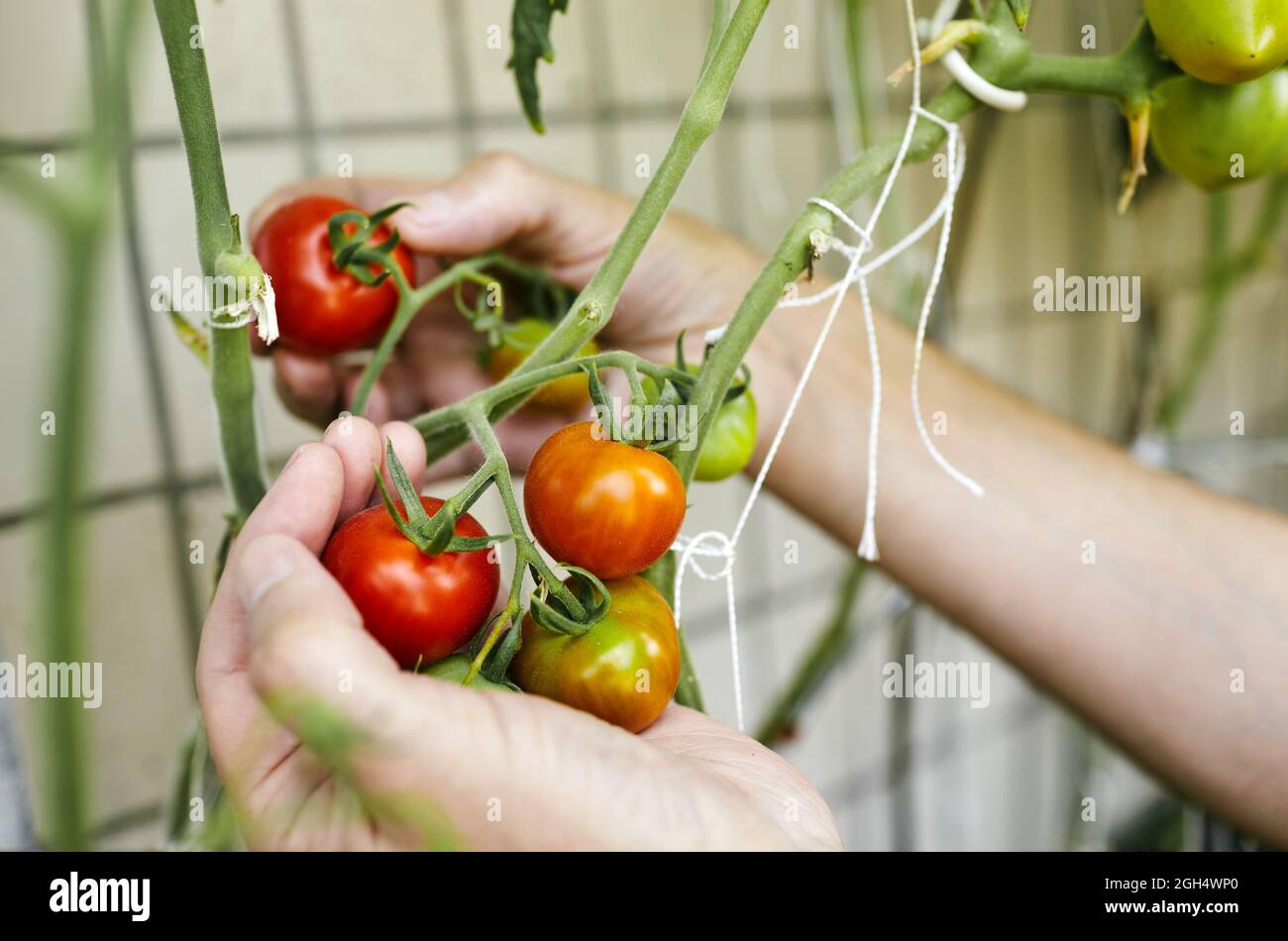 Men's hands harvesting fresh organic tomatoes in home garden on a sunny ...
