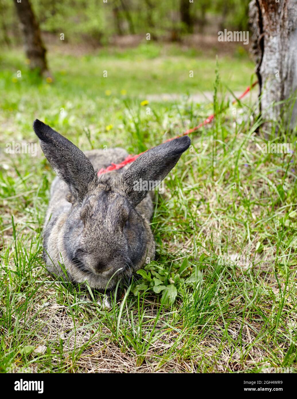 Bunny rabbit cute portrait hi-res stock photography and images - Alamy