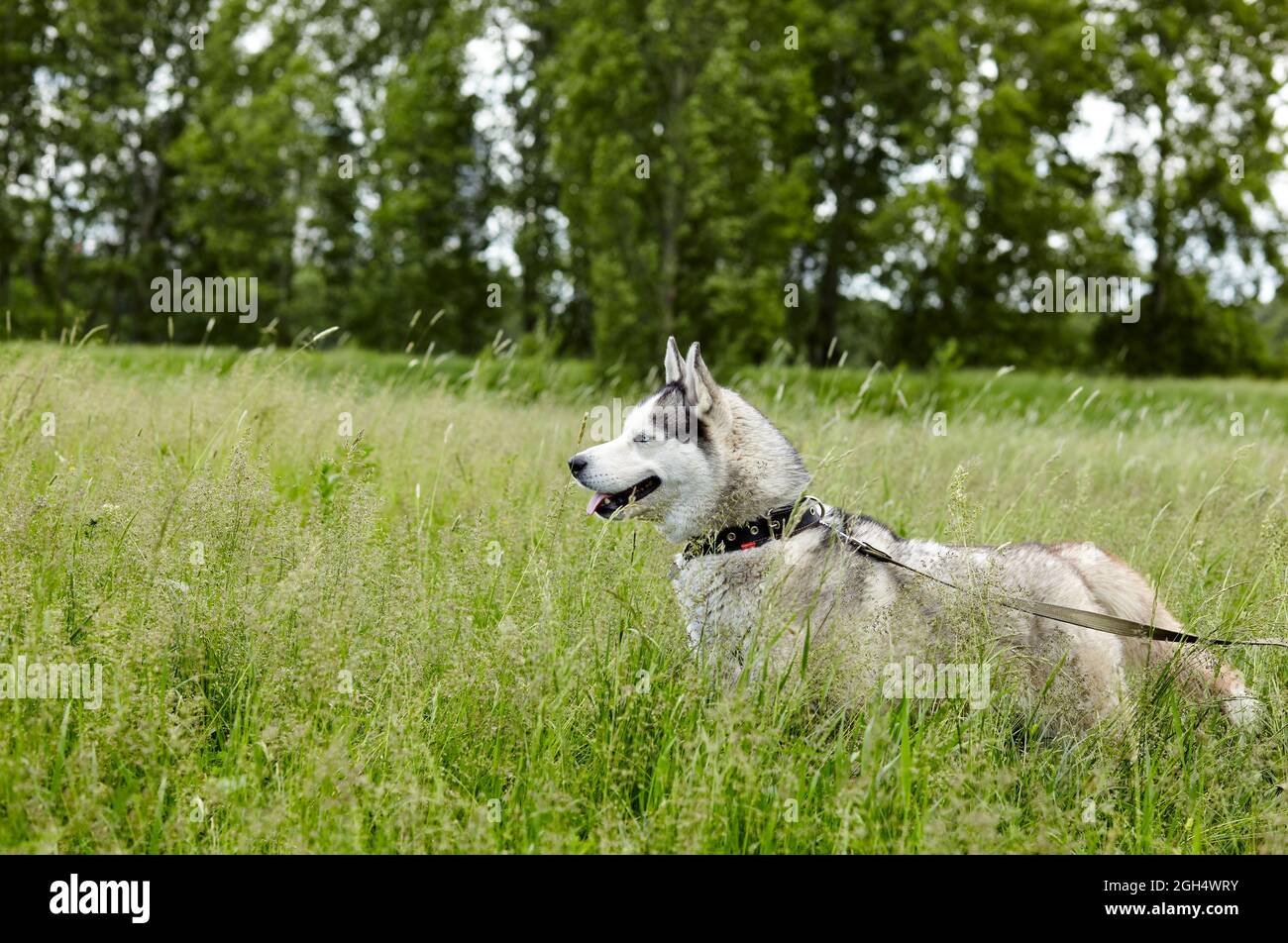 Portrait of siberian husky with blue eyes at forest. Husky dog on ...