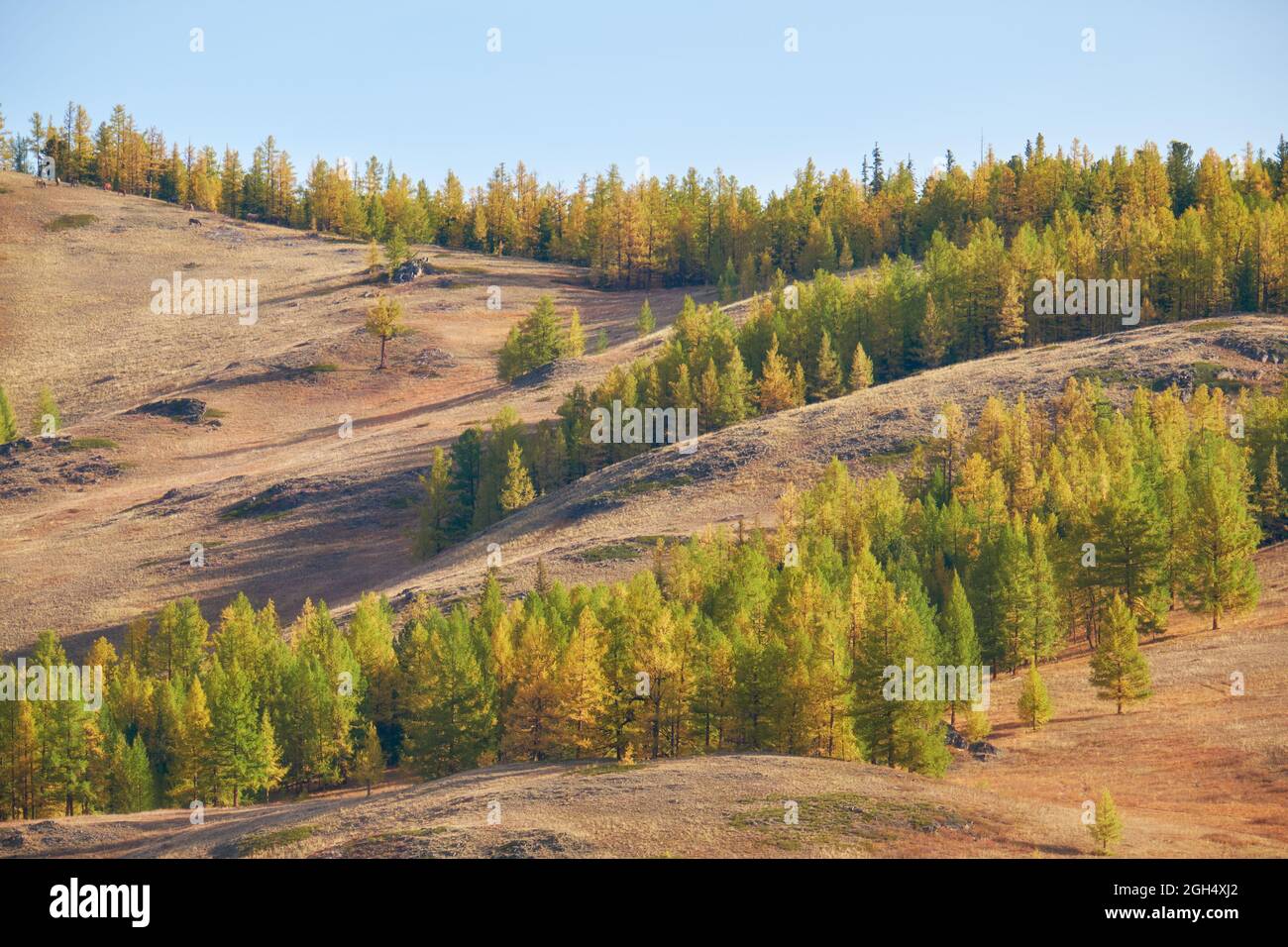 Eshtykel plateau with larch trees in autumn season. Autumn, trees are ...