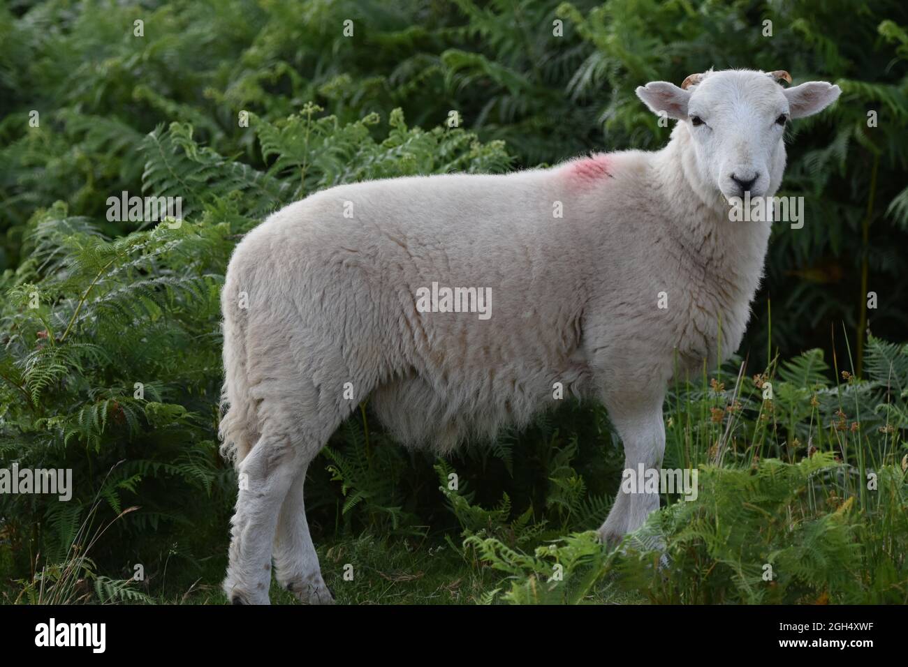 Sheep/lamb in the mountains in Wales, UK Stock Photo - Alamy