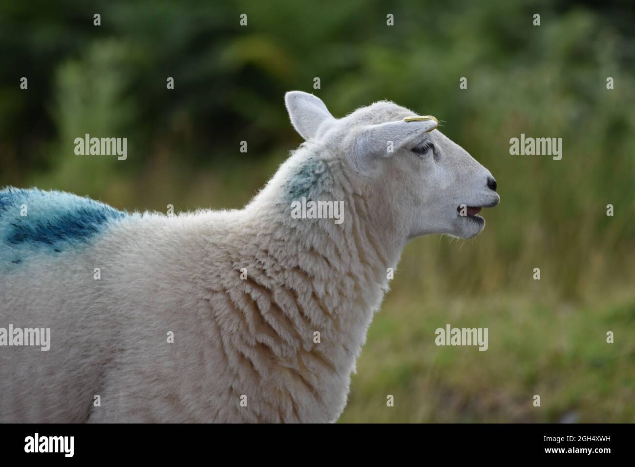 Sheep/lamb in the mountains in Wales, UK Stock Photo - Alamy
