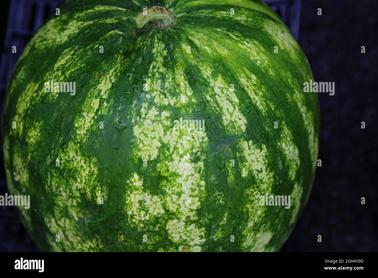 Watermelon close up texture. Natural berry background. Healthy diet ...