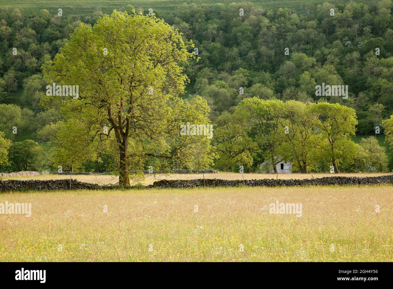 Ash tree in a Littondale meadow, North Yorkshire, UK Stock Photo - Alamy