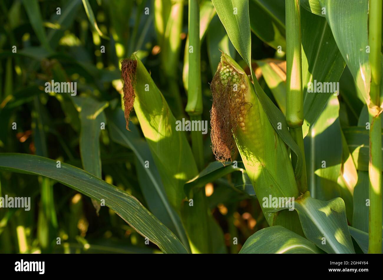 A ripe corn cob on a stalk. Selective focus. Horizontal format Stock ...