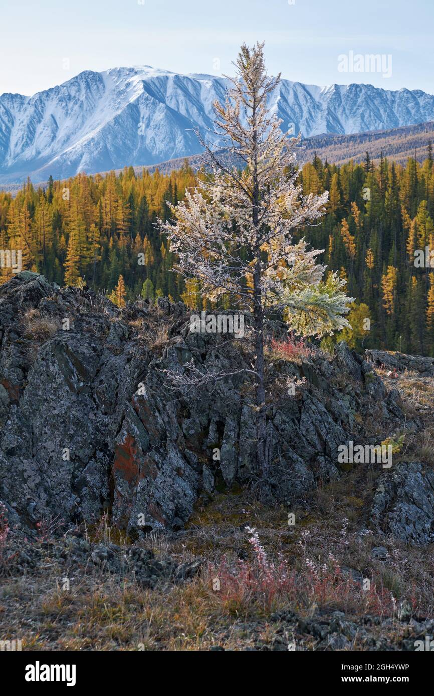 Larch needles are frozen in the snow hi-res stock photography and ...