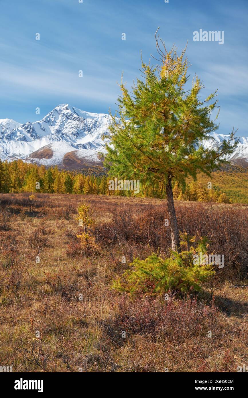 Siberia landscape trees hi-res stock photography and images - Alamy