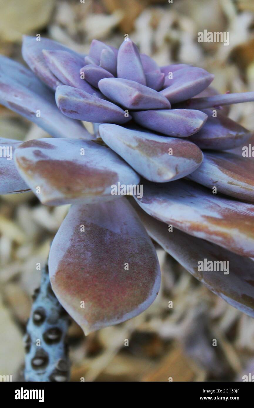 Full sun succulents hi-res stock photography and images - Alamy