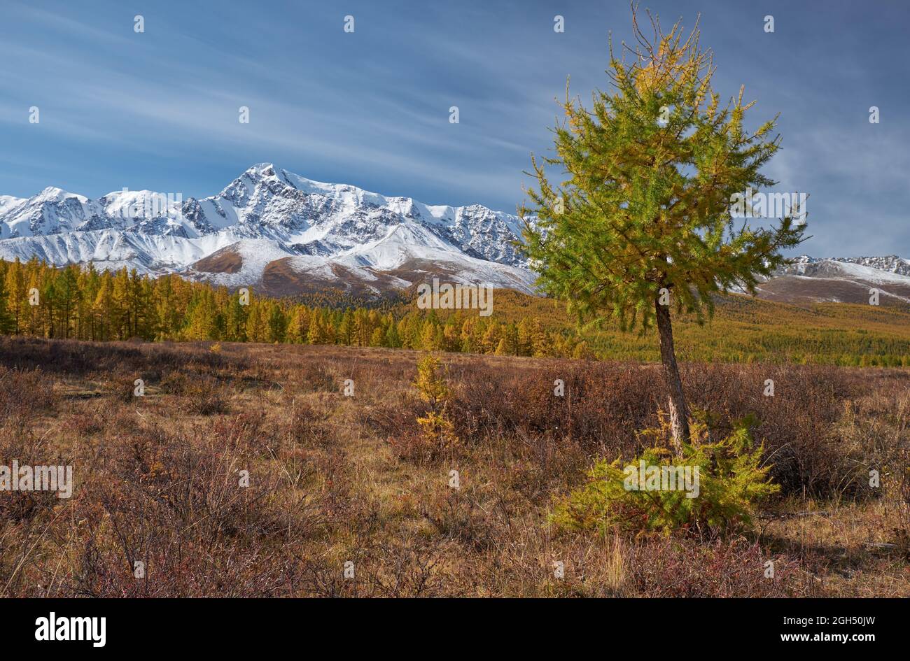 Siberia landscape trees hi-res stock photography and images - Alamy