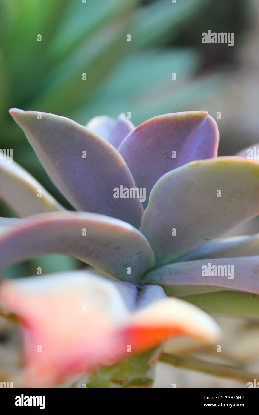 Full sun succulents hi-res stock photography and images - Alamy
