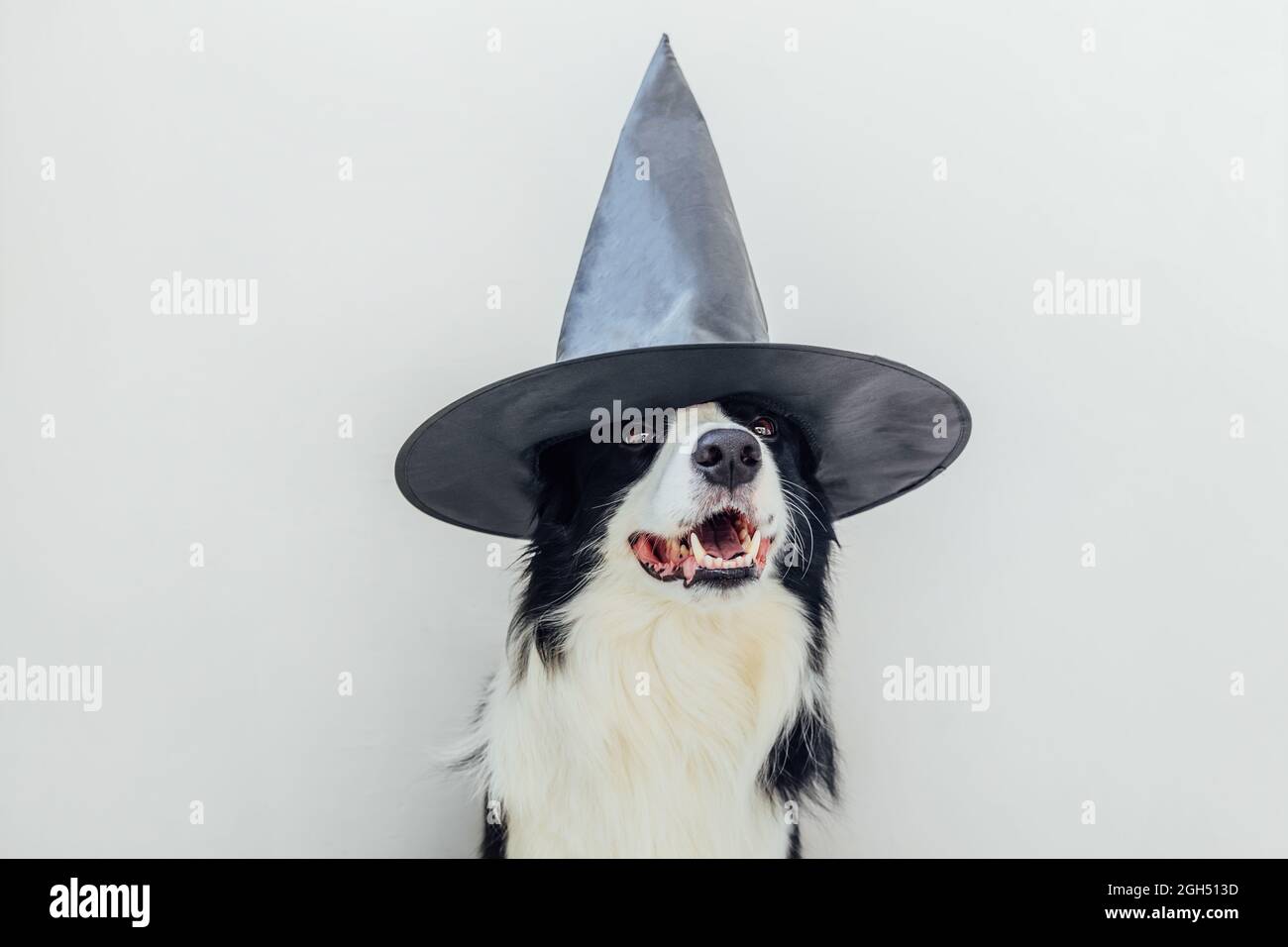 Trick or Treat concept. Funny puppy dog border collie dressed in ...
