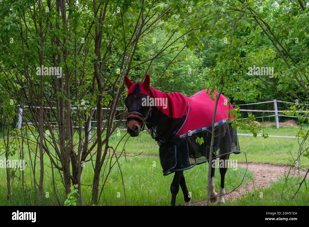 Farm animals in bad weather hi-res stock photography and images - Alamy
