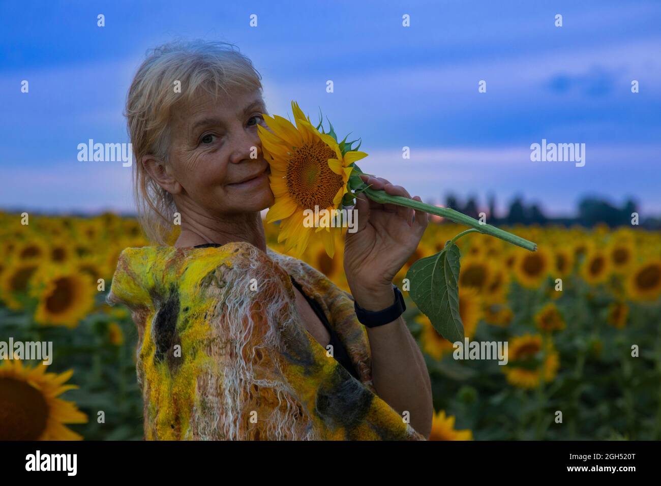 beautiful elderly woman in a sunflower field enjoying the smell of a ...