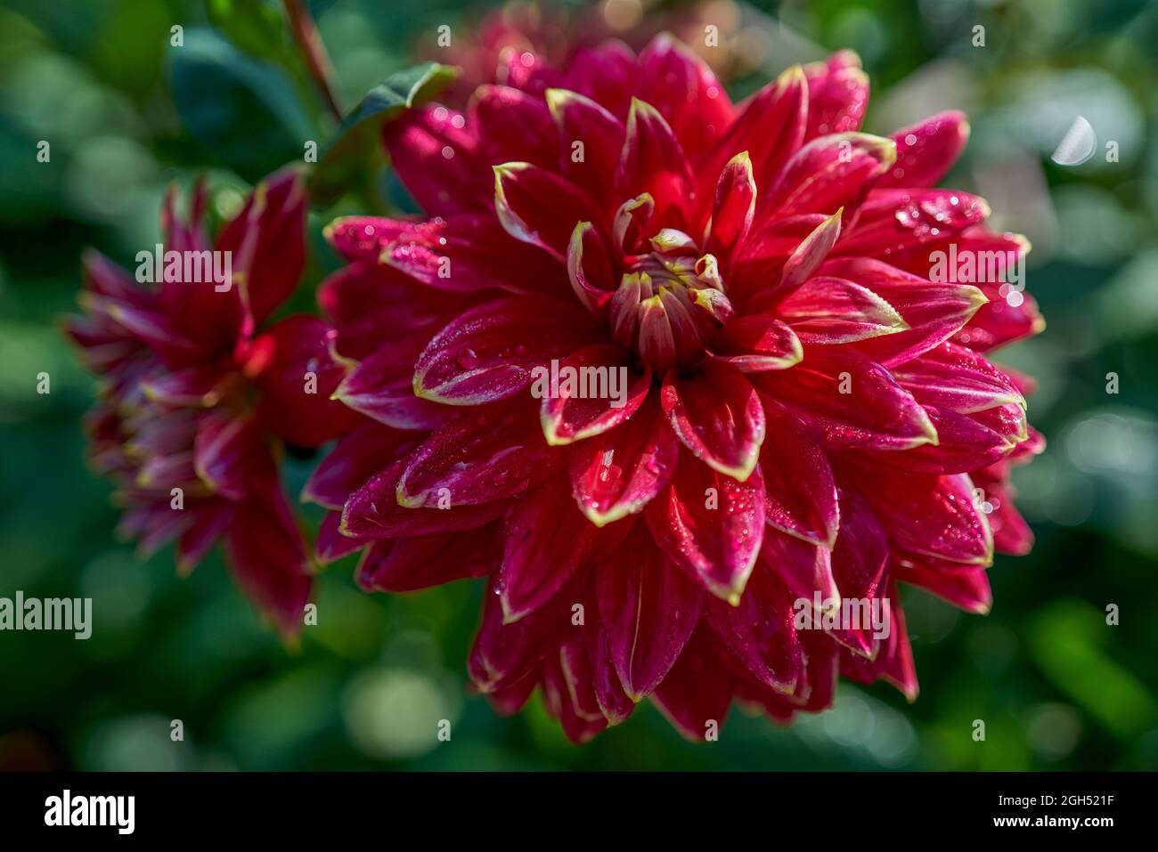 Lush colorful dahlia flower close up Stock Photo - Alamy
