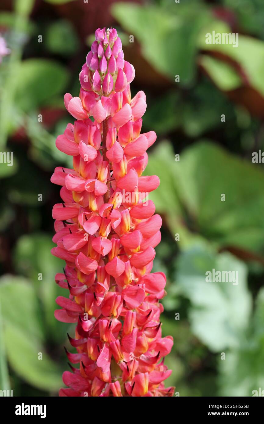 Red lupin, Lupinus species of unknown variety, flower spike in close up ...