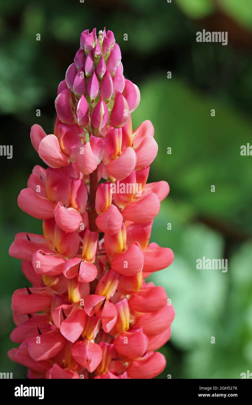 Red lupin, Lupinus species of unknown variety, flower spike in close up ...