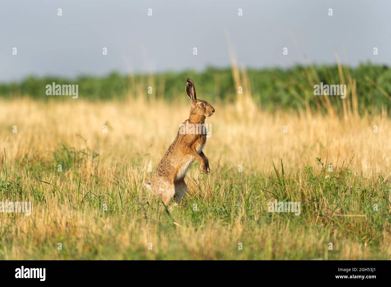 Hare Territory High Resolution Stock Photography and Images - Alamy