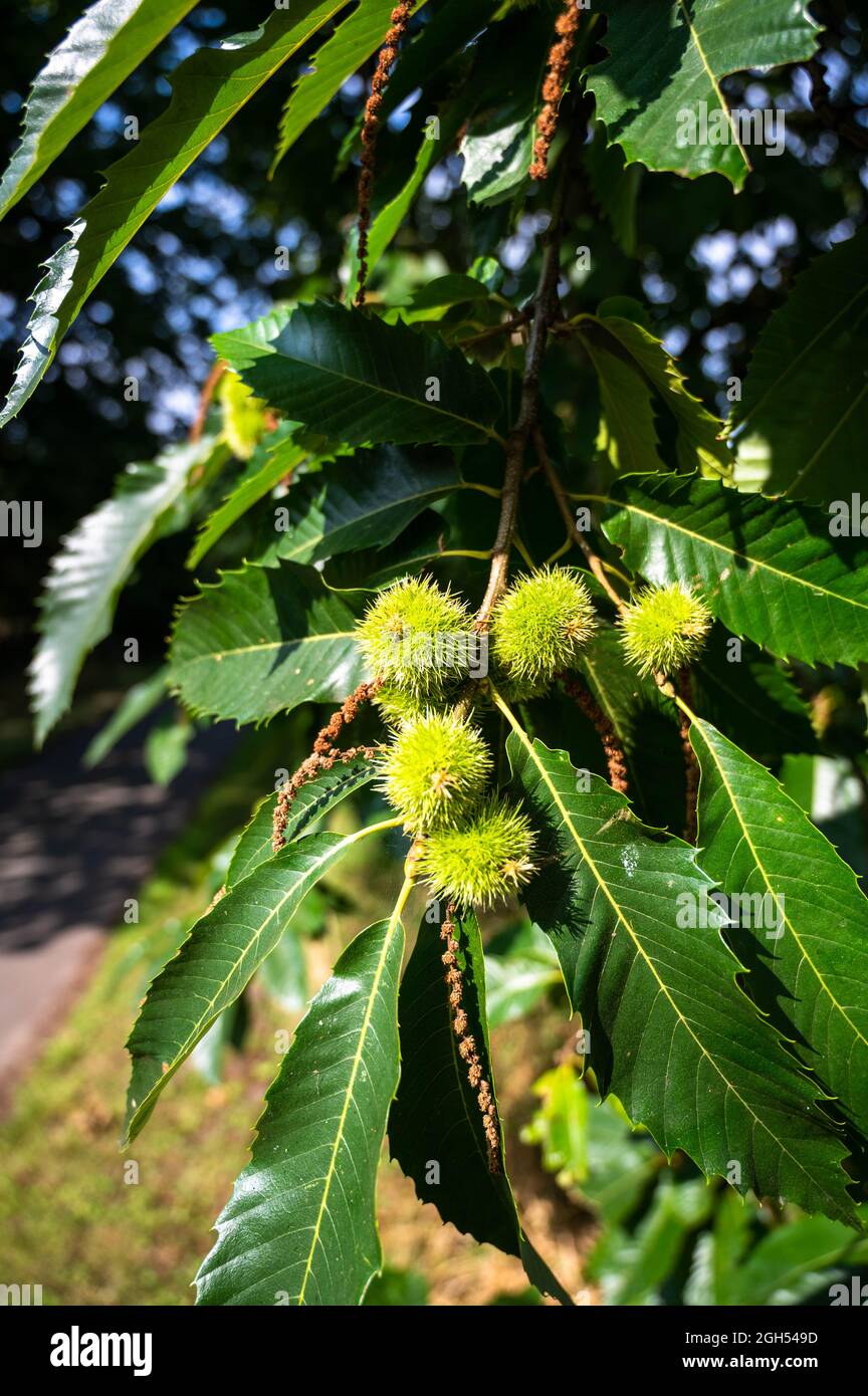 A close up view of sweet chestnuts growing on a tree branch Stock Photo ...