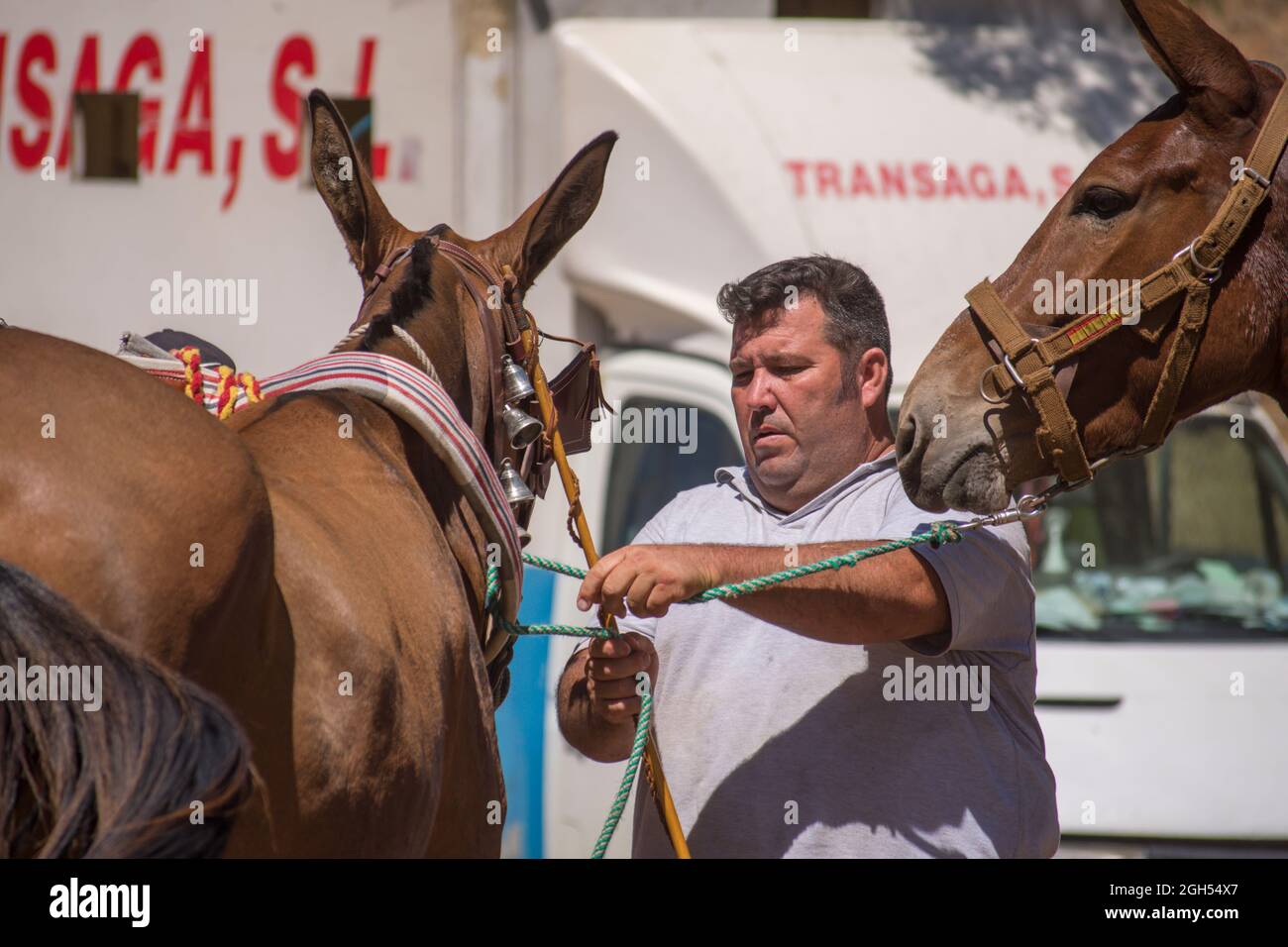 Spanish farmer with his mules, Andalusia, Spain Stock Photo - Alamy