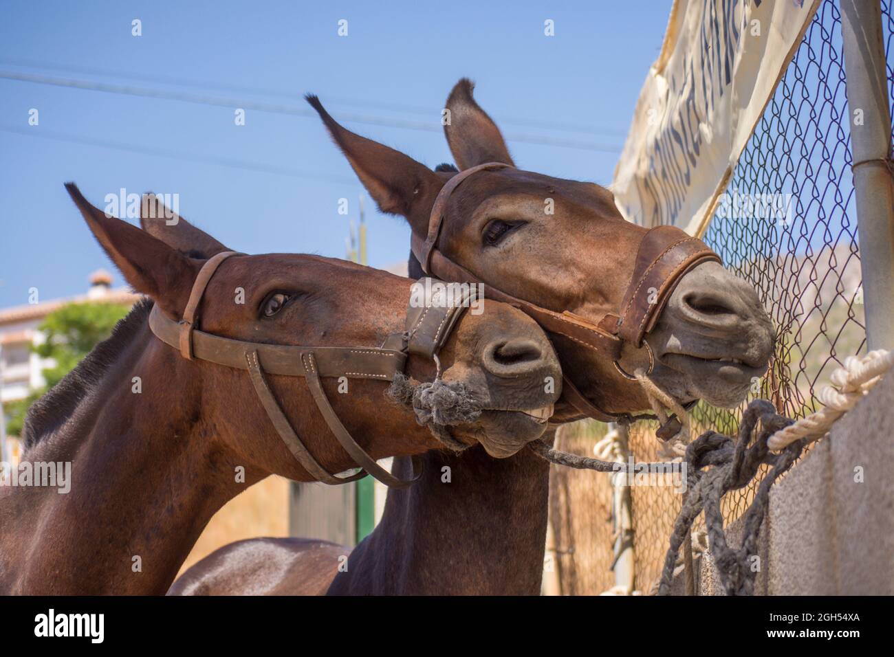 Donkey heads hi-res stock photography and images - Alamy