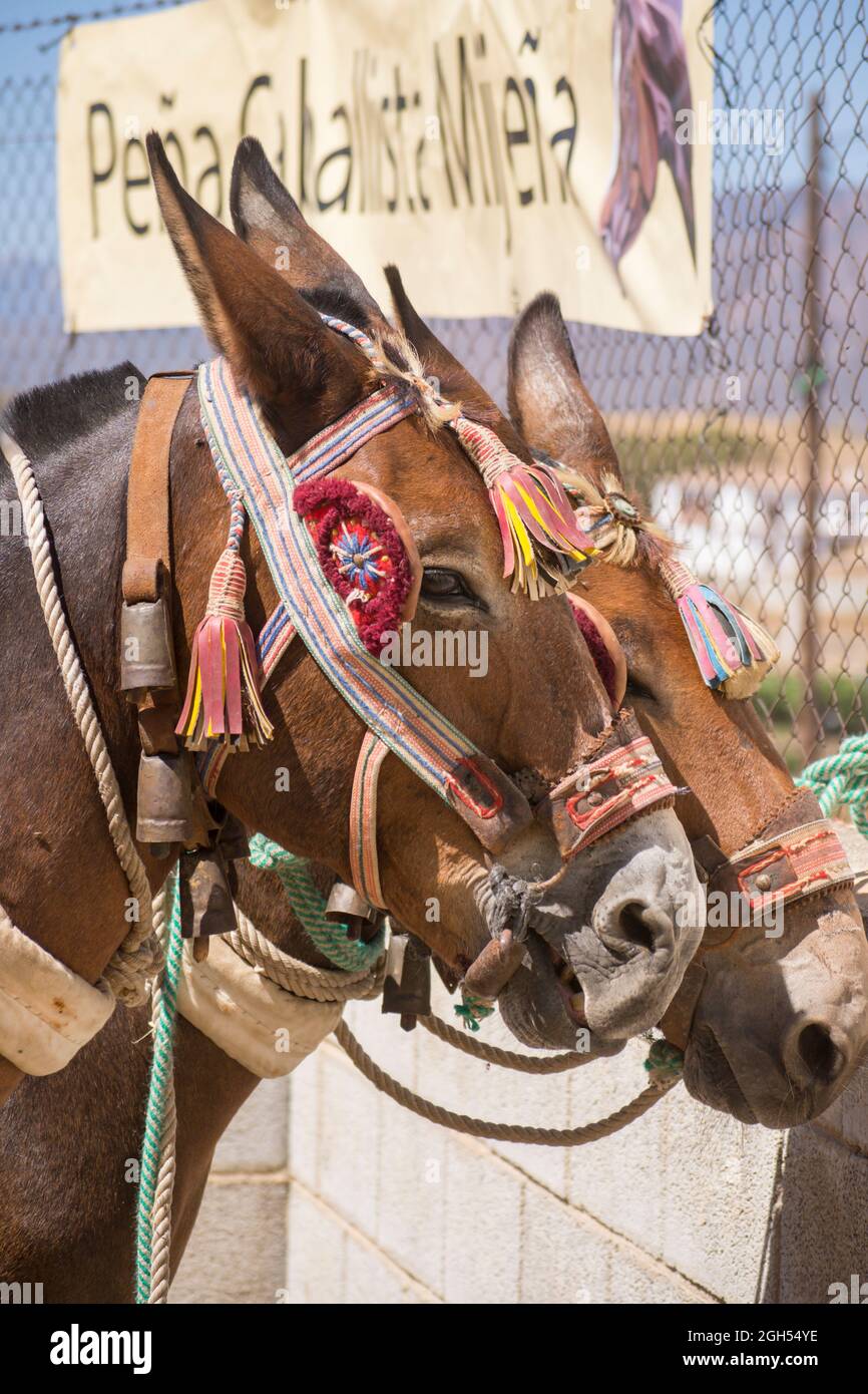 Two mules hi-res stock photography and images - Alamy