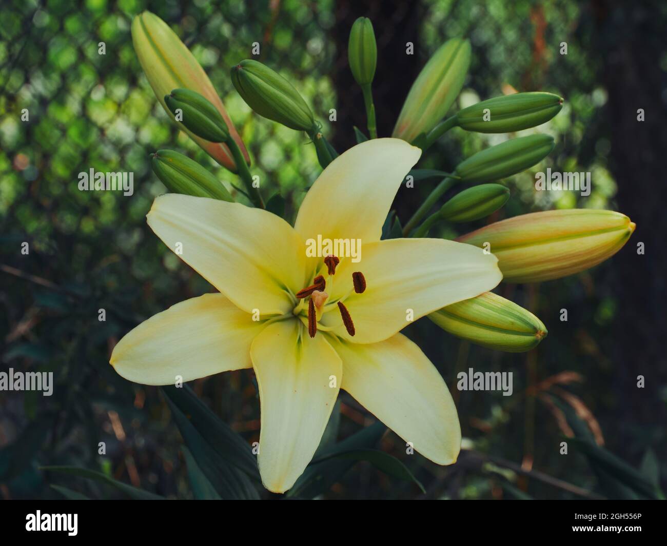 Single large lily flower. A flower with large petals Stock Photo - Alamy