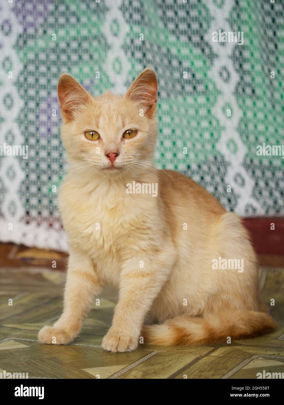 Yellow eyes cat hi-res stock photography and images - Alamy