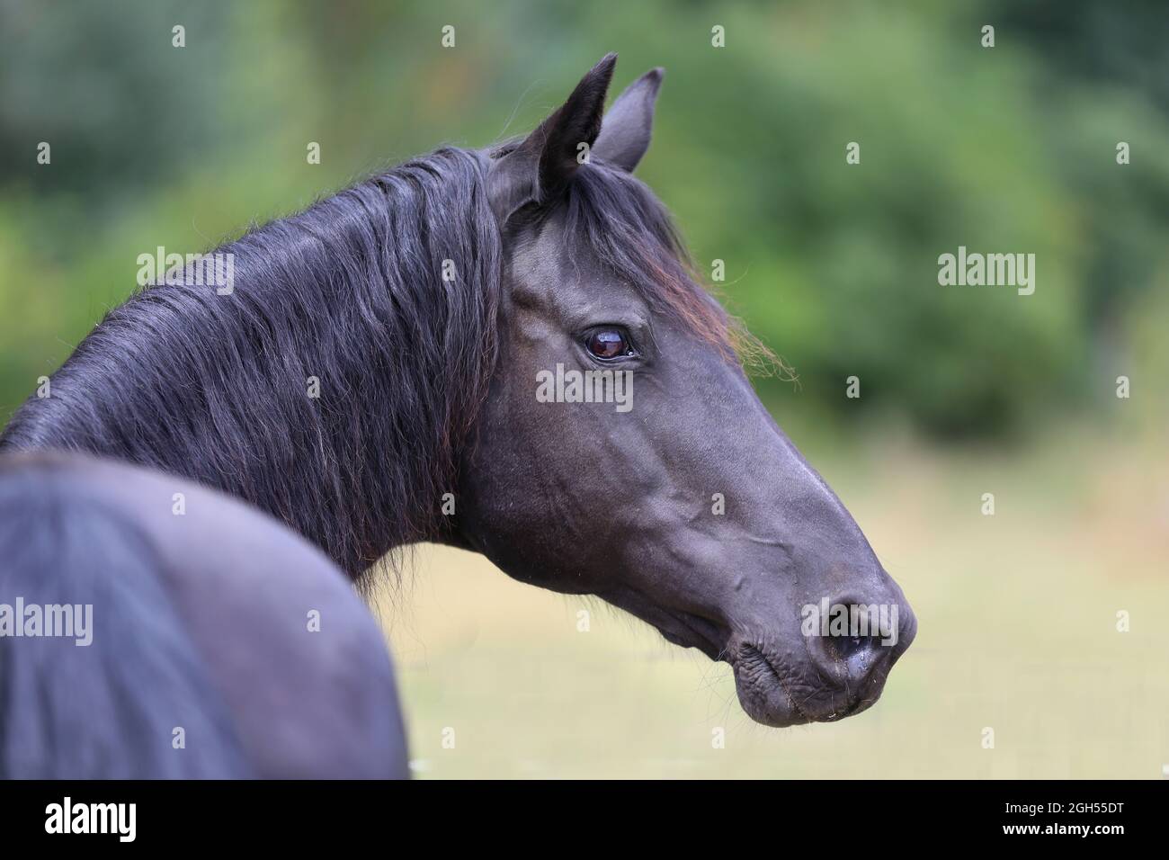 Head portrait of a beautiful young stallion Stock Photo - Alamy