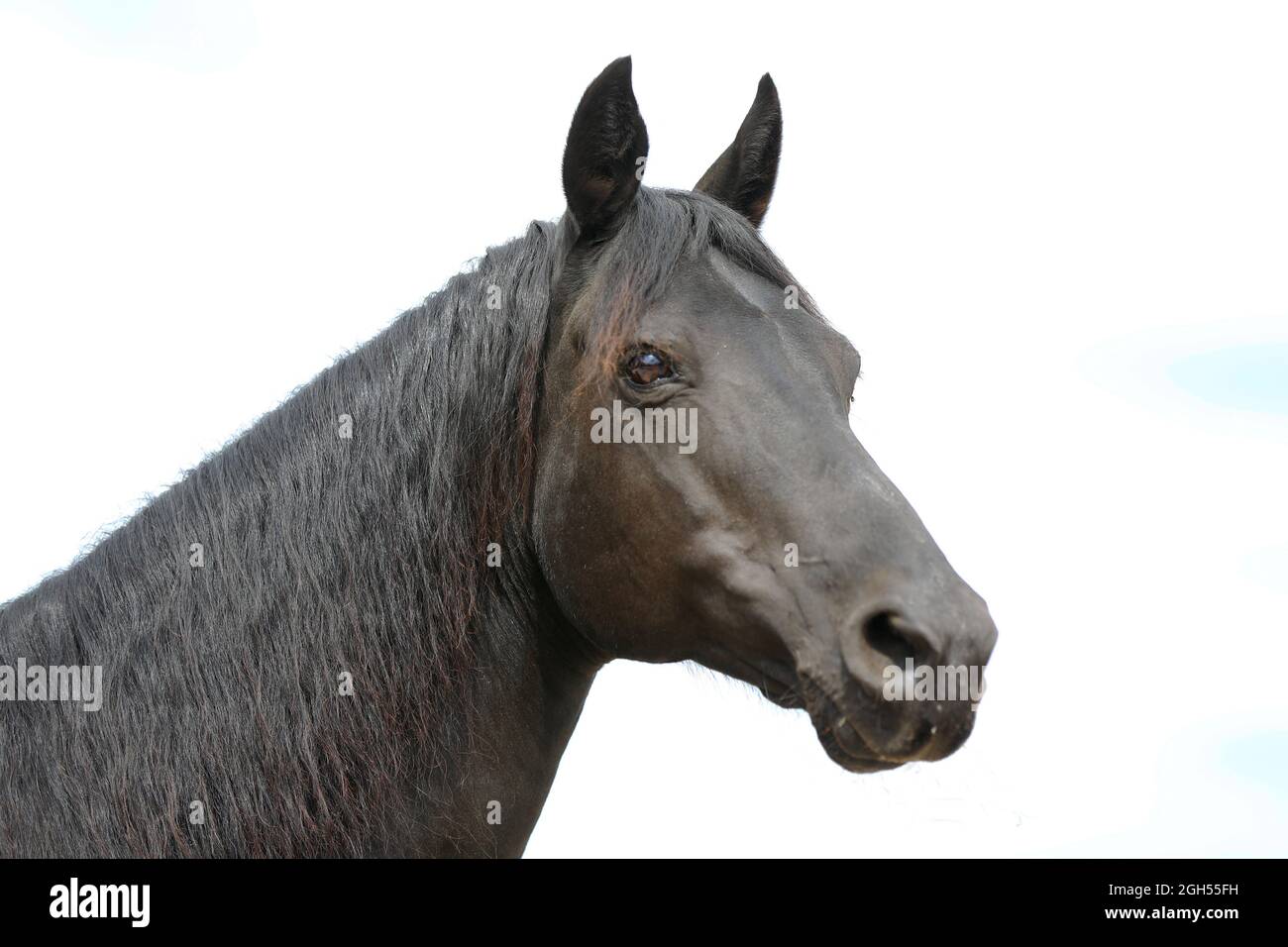 Close up of a beautiful young stallion on white background Stock Photo ...