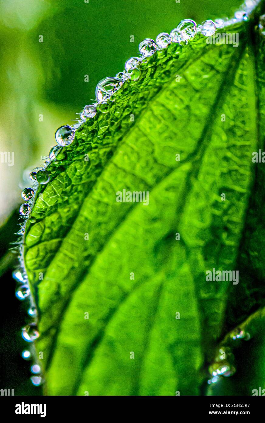 Water drops and leaf hi-res stock photography and images - Alamy