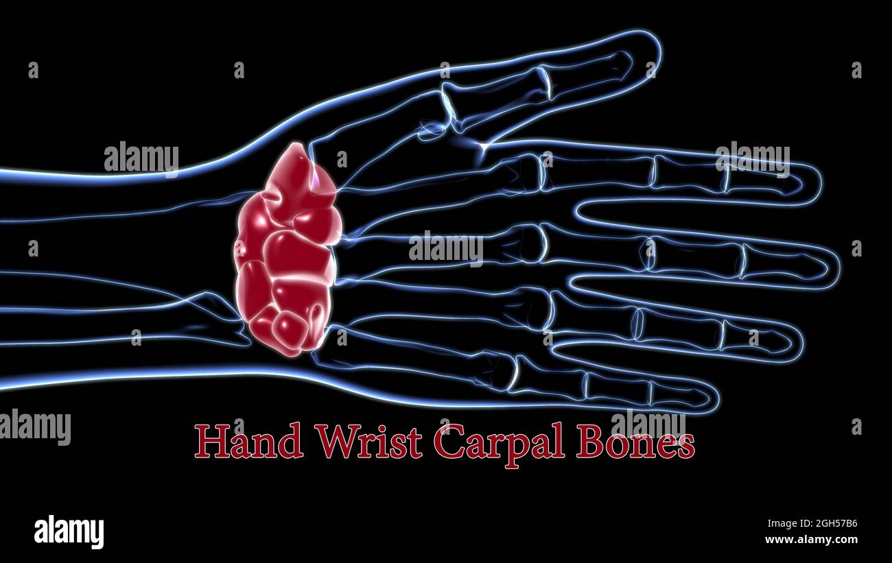 Human Skeleton Hand Wrist Carpals Bone Anatomy For Medical Concept 3D ...