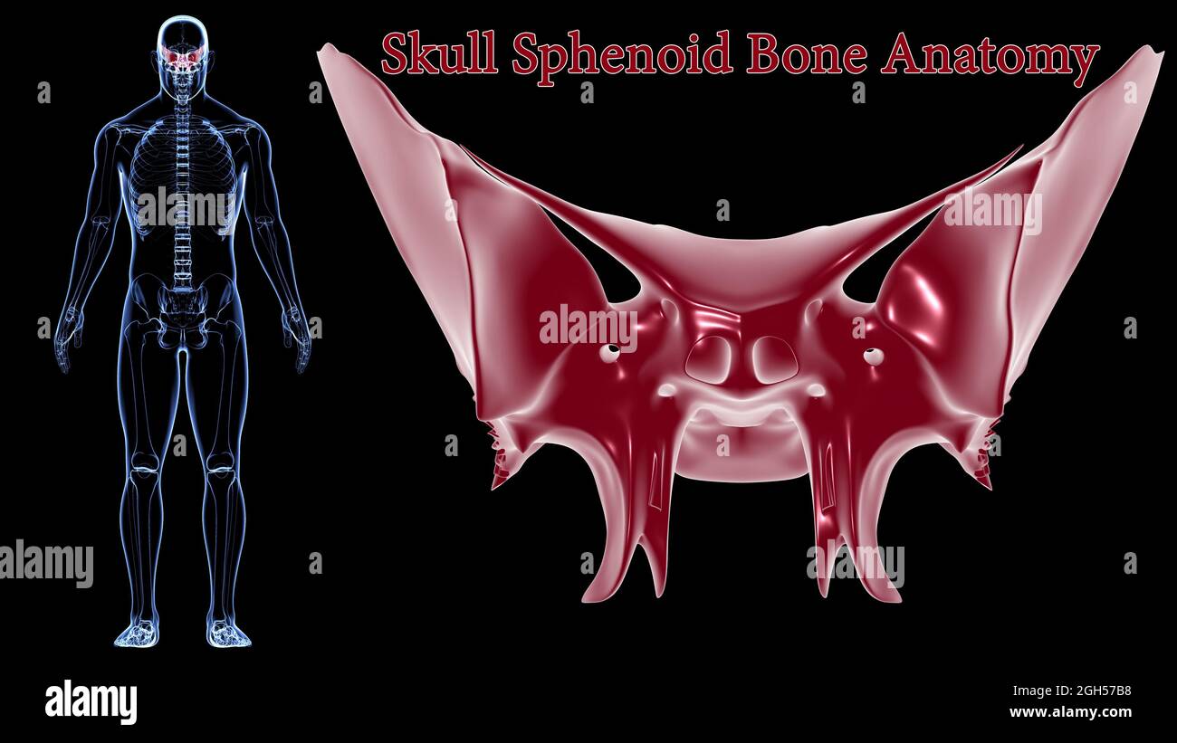 Human Skeleton Skull Sphenoid Bone Anatomy For Medical Concept 3D ...