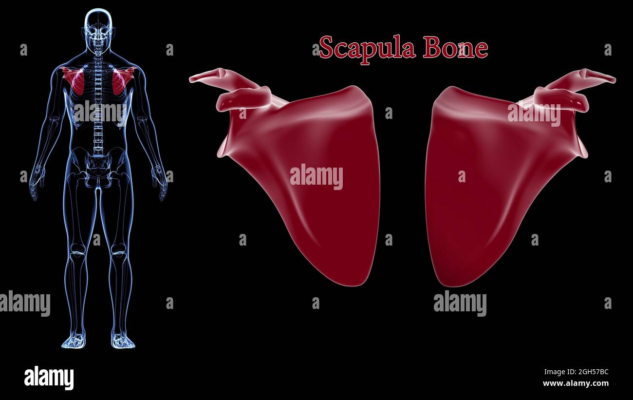3d Scapula Anatomy