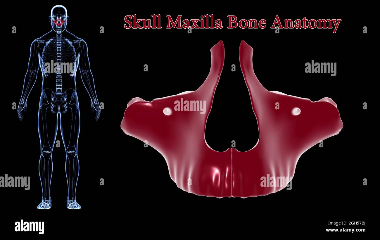 Human Skeleton Skull Maxillal Bone Anatomy For Medical Concept 3D ...