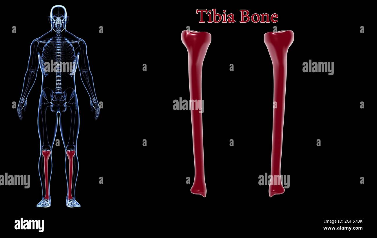 Human skeleton anatomy Tibia Bone 3D Rendering For Medical Concept ...