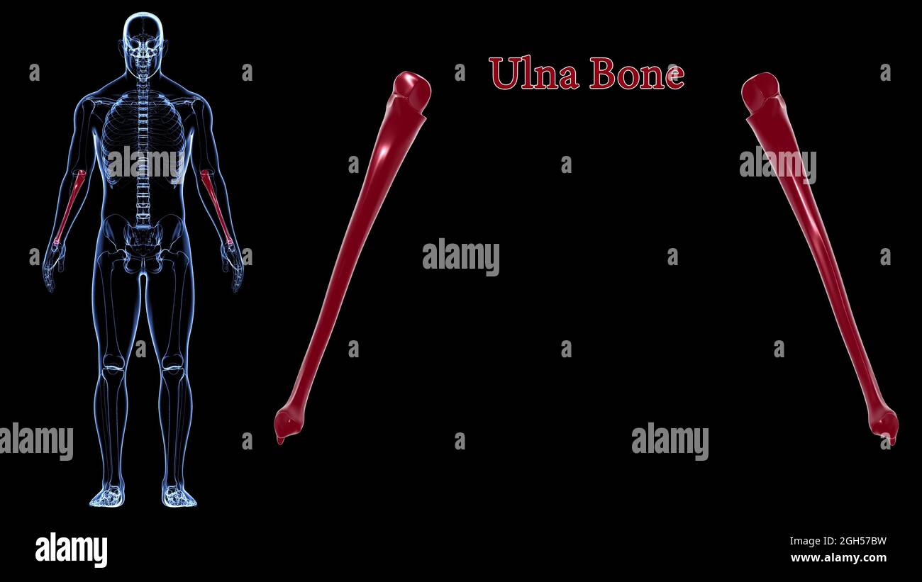 Human skeleton anatomy Ulna Bone 3D Rendering For Medical Concept Stock ...