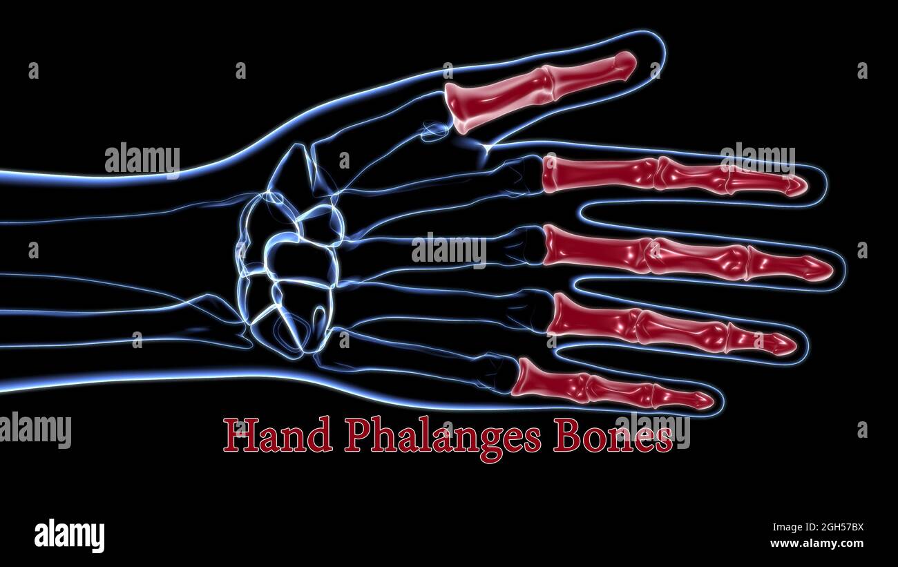 Human Skeleton Hand Phalanges Bone Anatomy For Medical Concept 3D ...