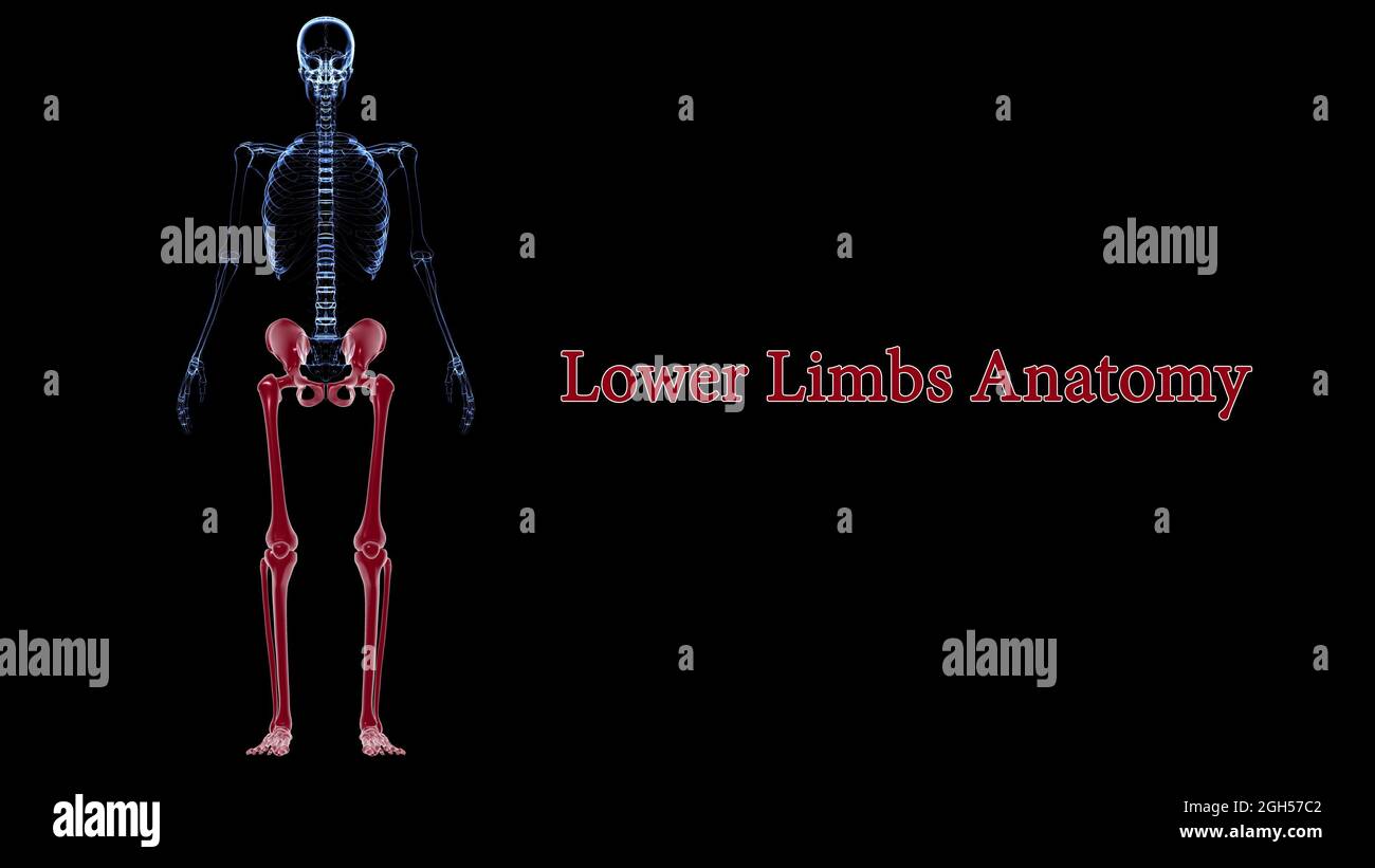 Human Skeleton Lower Limbs Anatomy 3D Illustration Stock Photo - Alamy